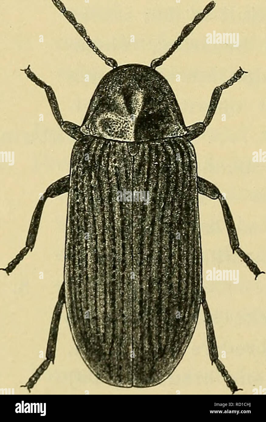 Anobium punctatum hi-res stock photography and images - Alamy