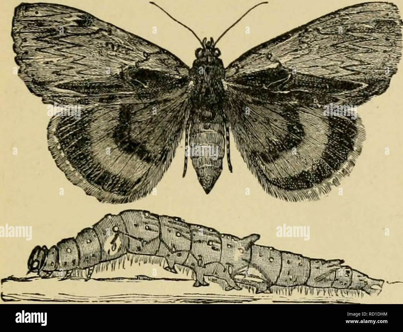 . Elementary entomology. Entomology. THE BUTTERFLIES ANT) MOTHS 203 ...