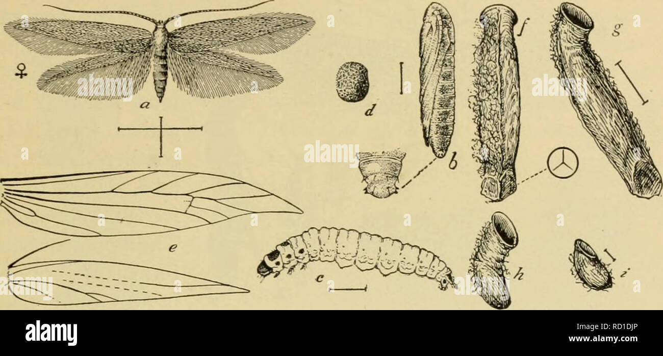 . Elementary entomology. Entomology. THE BUTTERFLIES AND MOTHS 185 with ...