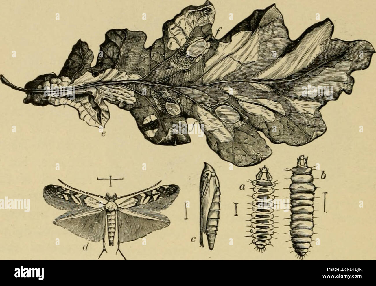 Larvae feeding at an oak leaf hi-res stock photography and images - Alamy