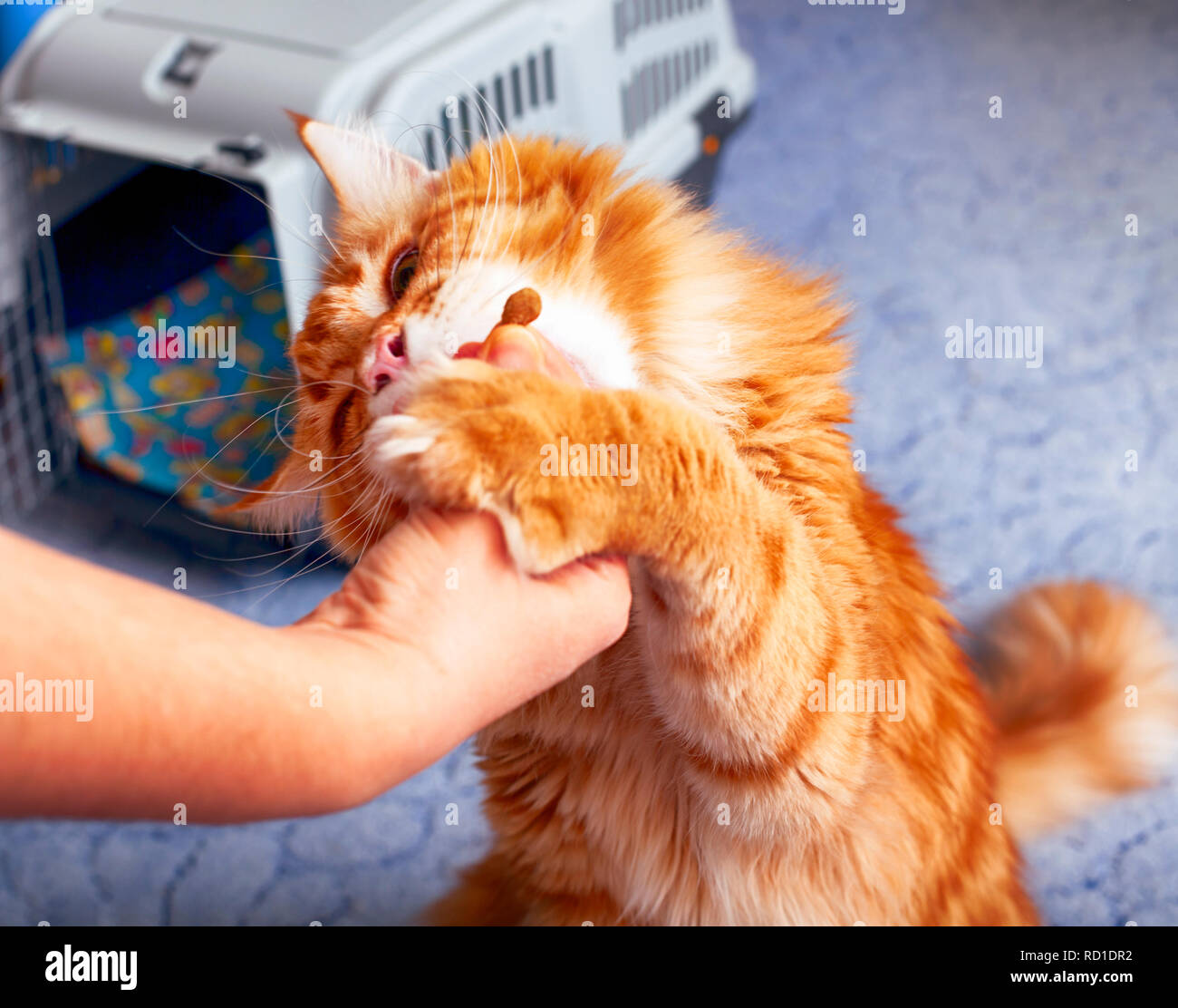 Ginger Maine Coon cat taking his food from woman hand. Close-up Stock ...