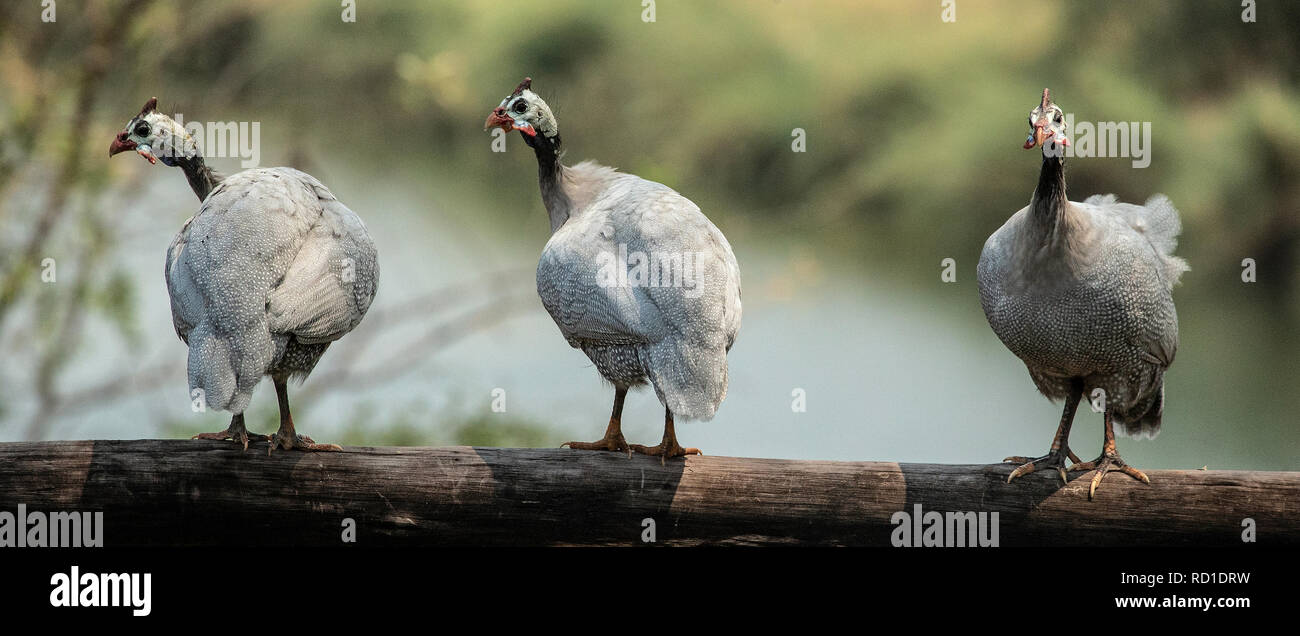 Three Helmeted Guinea Fowl - Lavender variety - (Numida meleagris ...