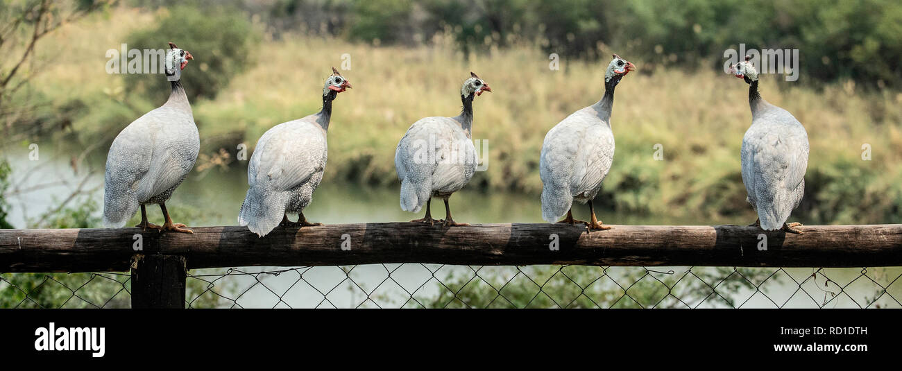 Lavender guinea fowl hi-res stock photography and images - Alamy