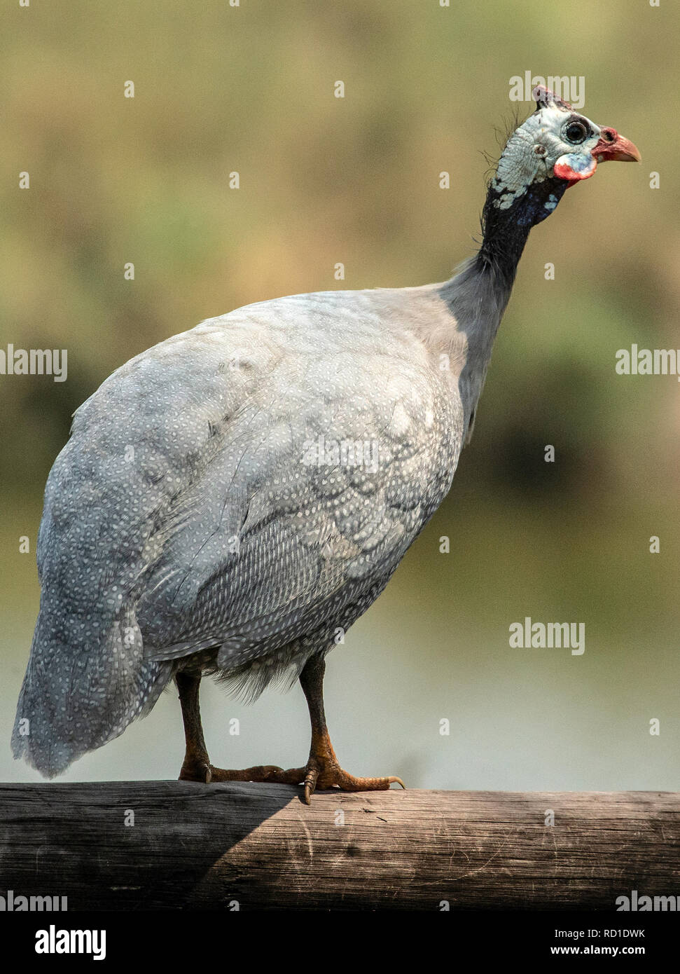 Helmeted Guinea Fowl Stock Photos & Helmeted Guinea Fowl Stock Images ...