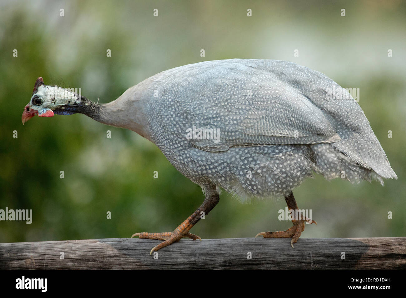 A Helmeted Guinea Fowl - Lavender variety - (Numida meleagris Stock ...