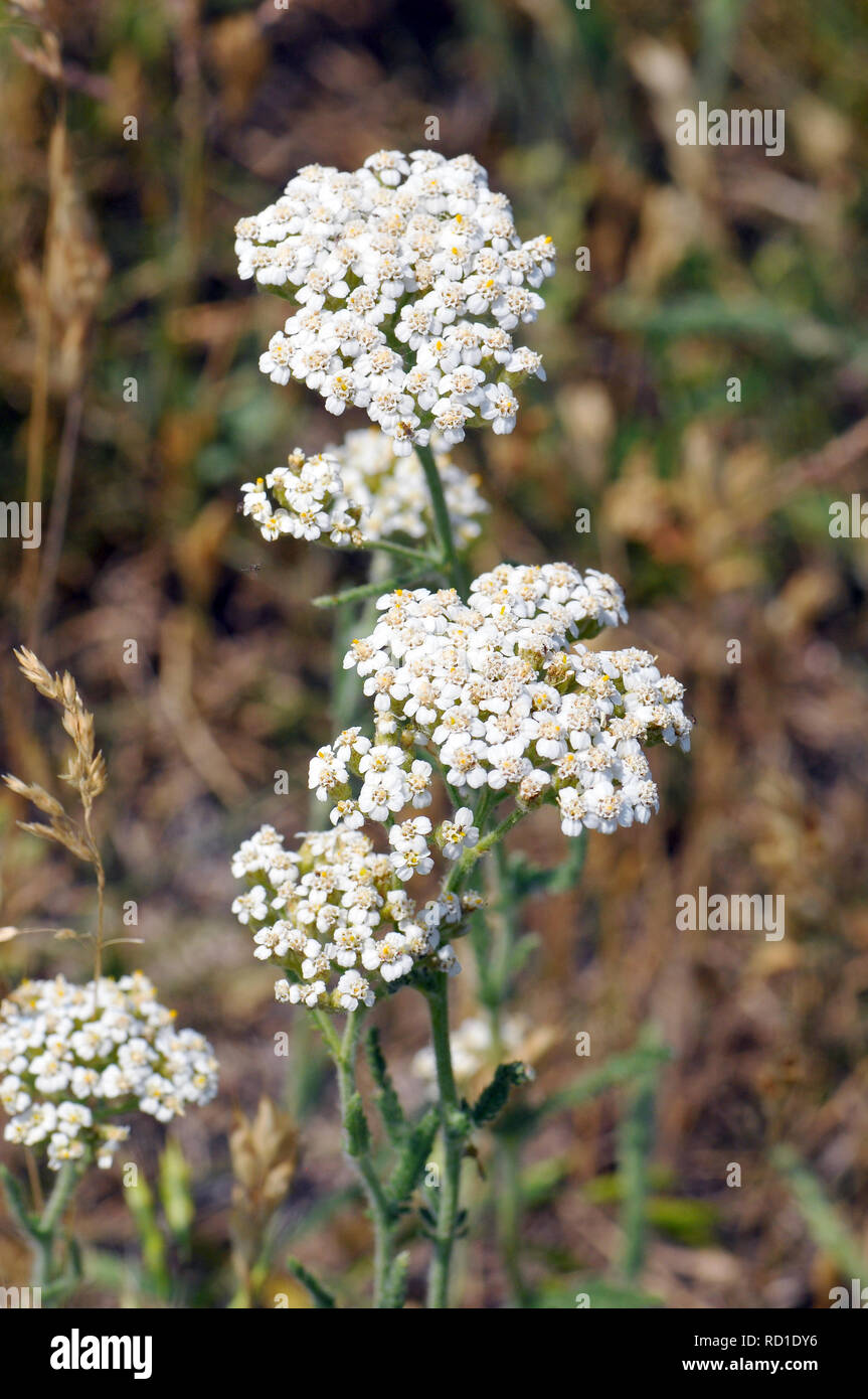 yarrow, cickafark, Achillea millefolium, Gemeine Schafgarbe oder ...