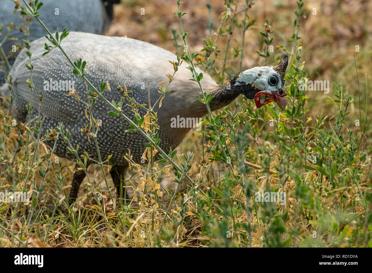 A Helmeted Guinea Fowl - Lavender variety - (Numida meleagris Stock ...