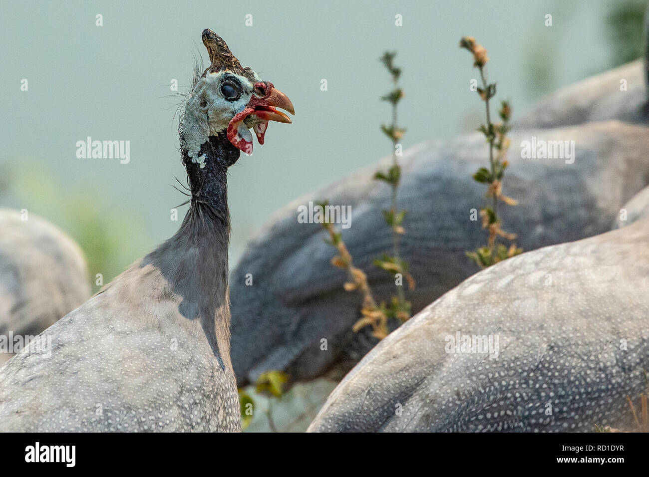 A Helmeted Guinea Fowl - Lavender variety - (Numida meleagris Stock ...