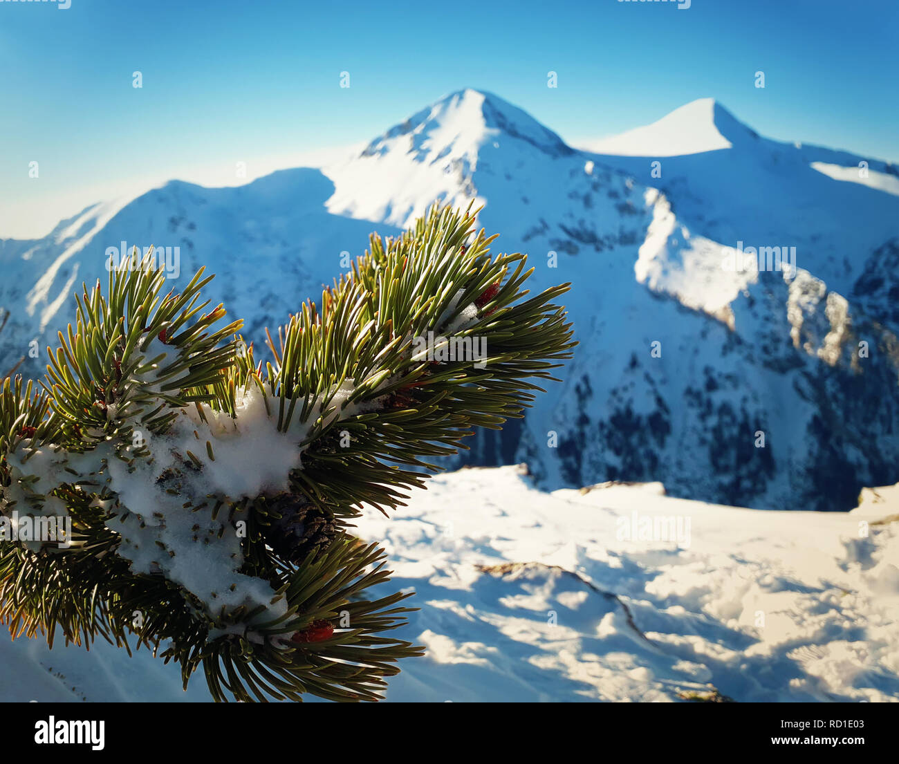 Snow covered pine tree branch close up on the top of mountains peak ...