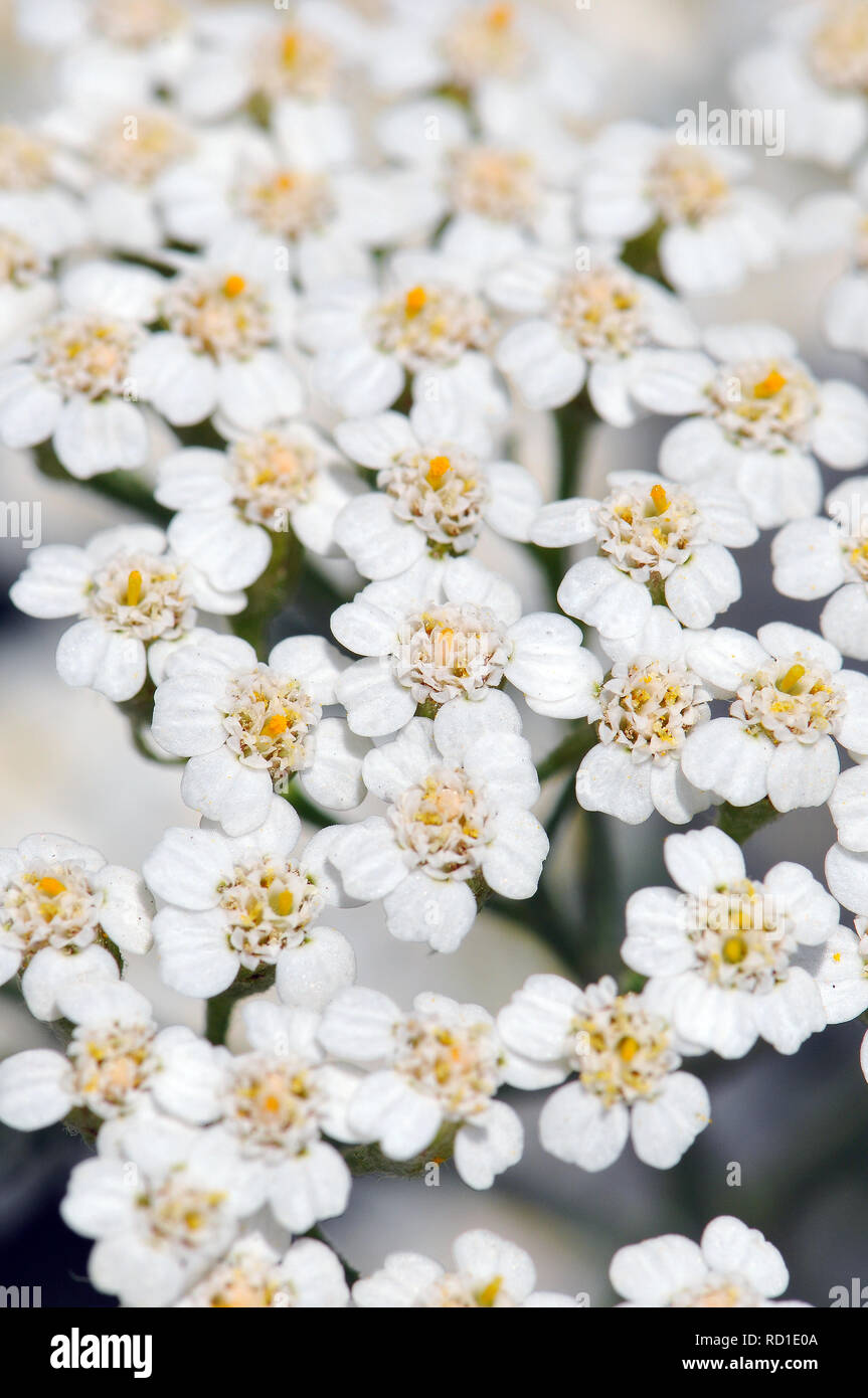 yarrow, cickafark, Achillea millefolium, Gemeine Schafgarbe oder ...