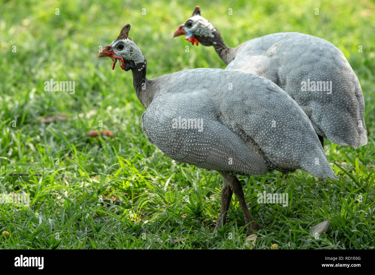 Two Helmeted Guinea Fowl - Lavender variety - (Numida meleagris) on ...