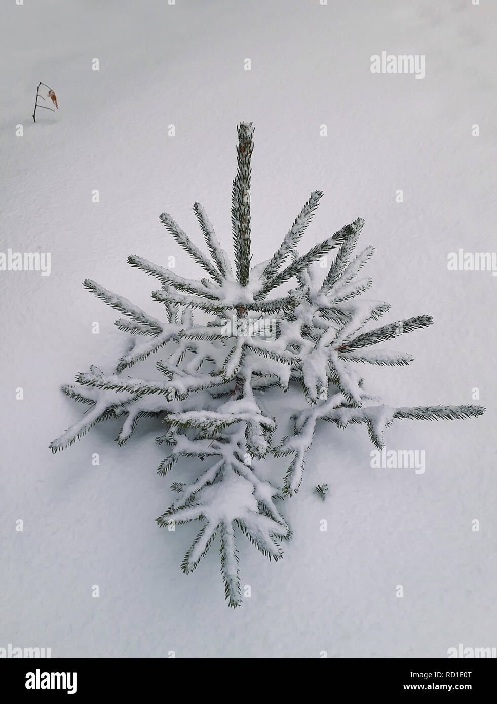 Fir tree cutout hi-res stock photography and images - Alamy