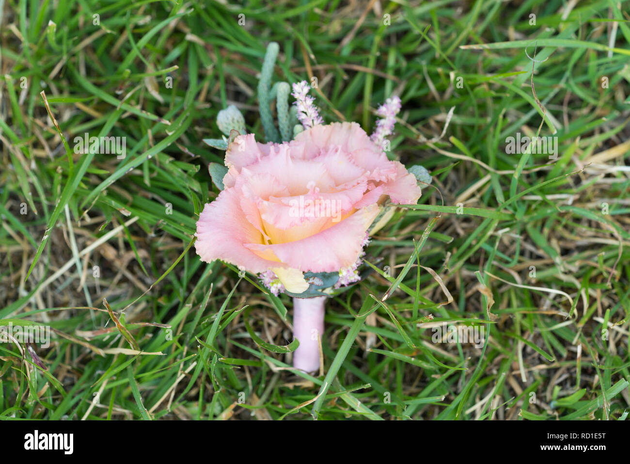 peach eustoma boutonniere on green grass Stock Photo - Alamy