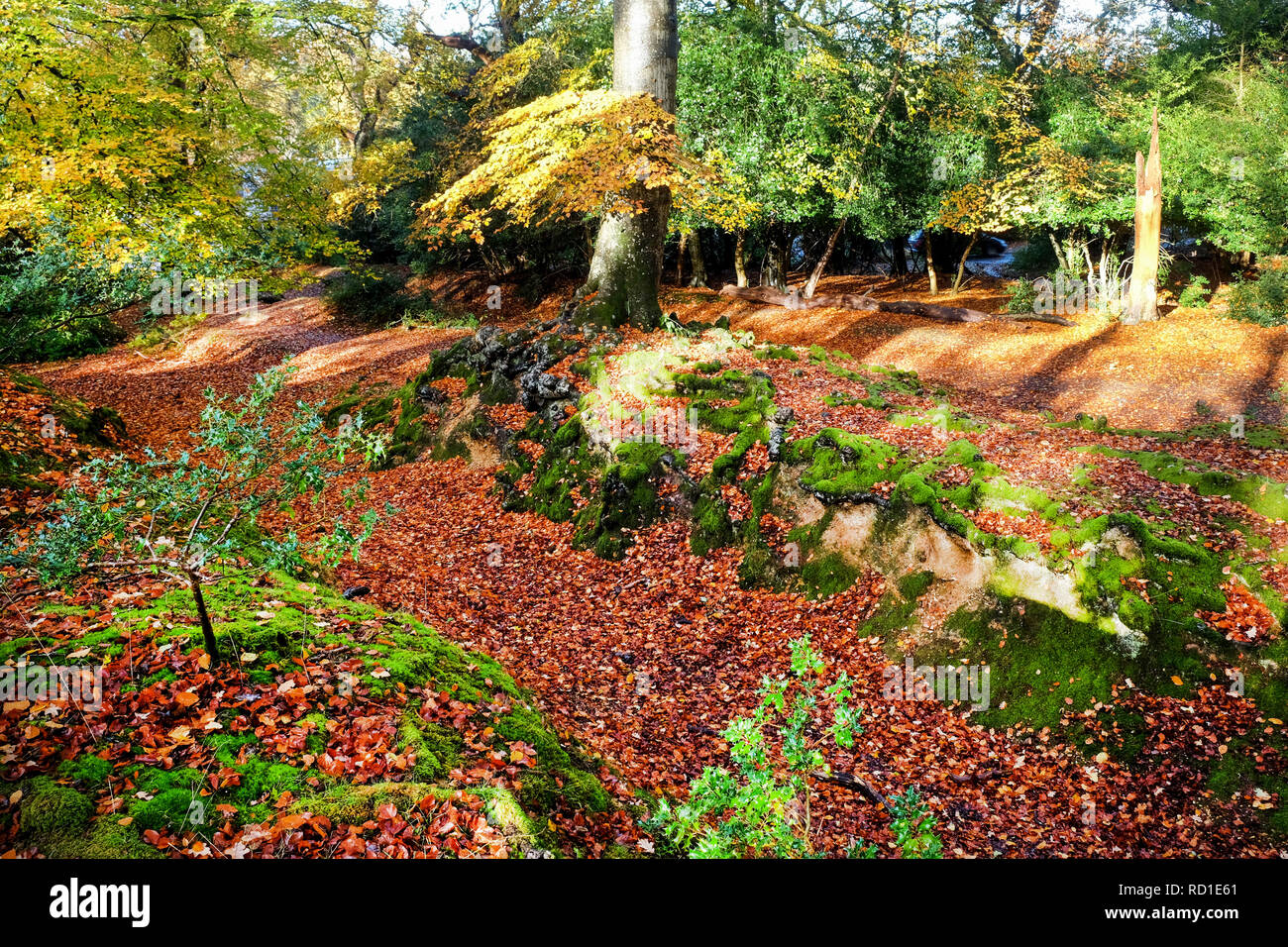 Glistening, golden trees and tree roots in a forest in the autumn ...