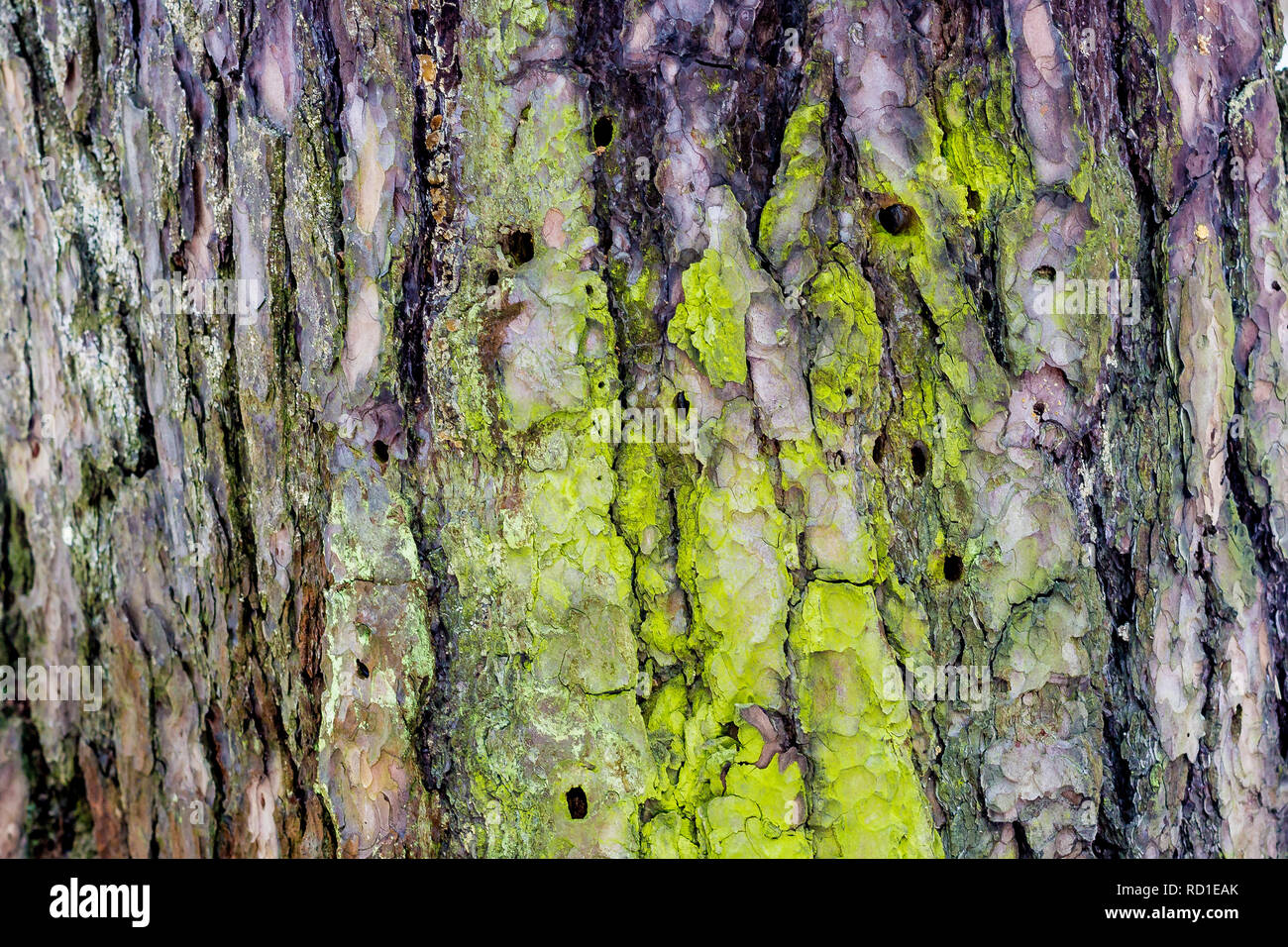 Natural still life in the spring forest with different types of moss ...