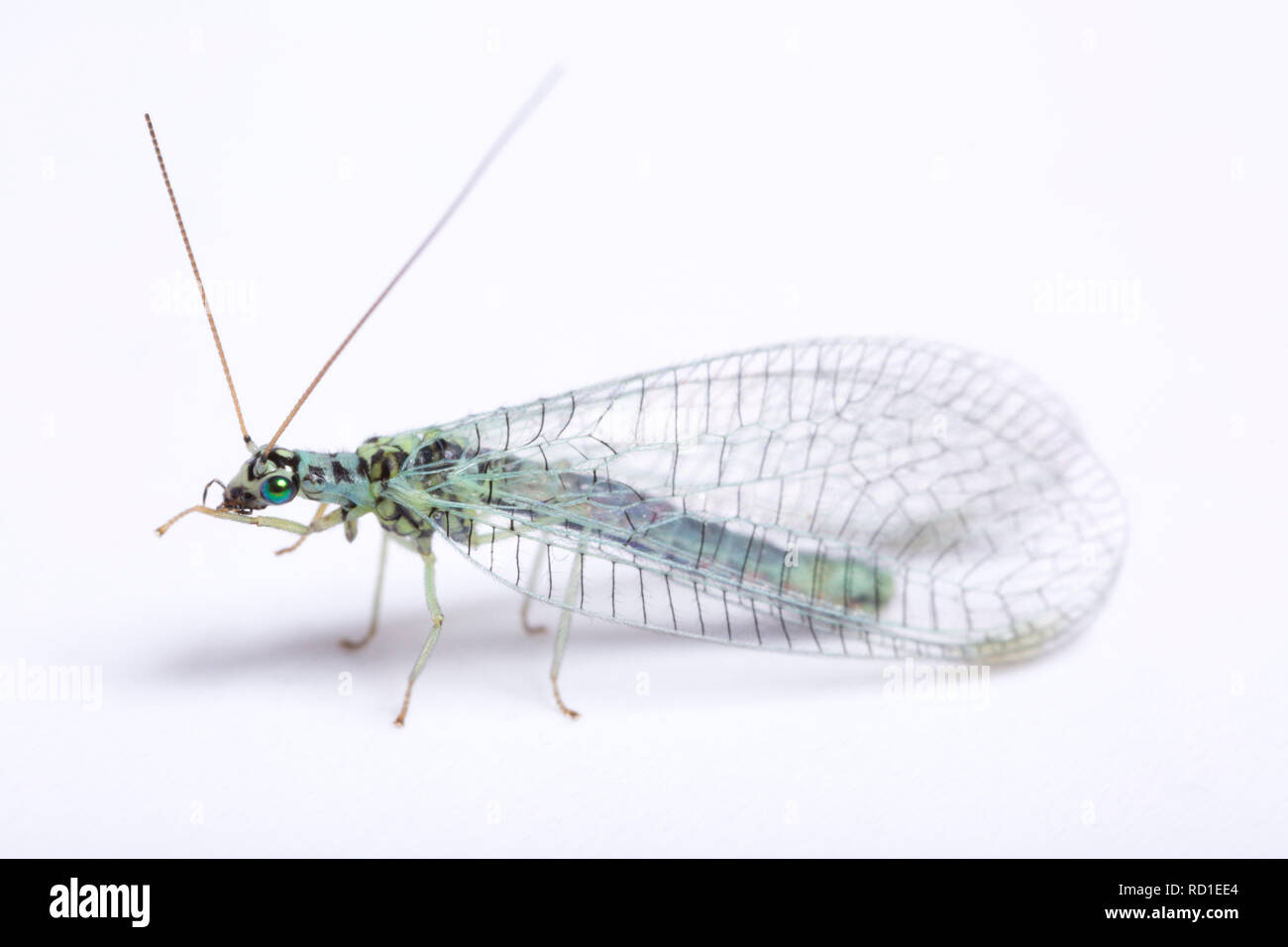 A specimen of the lacewing Chrysopa perla that was attracted to house ...