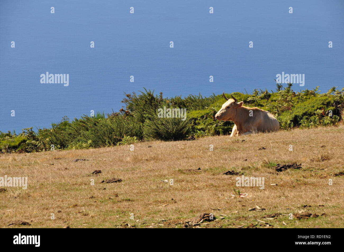 Ox animal hi-res stock photography and images - Alamy