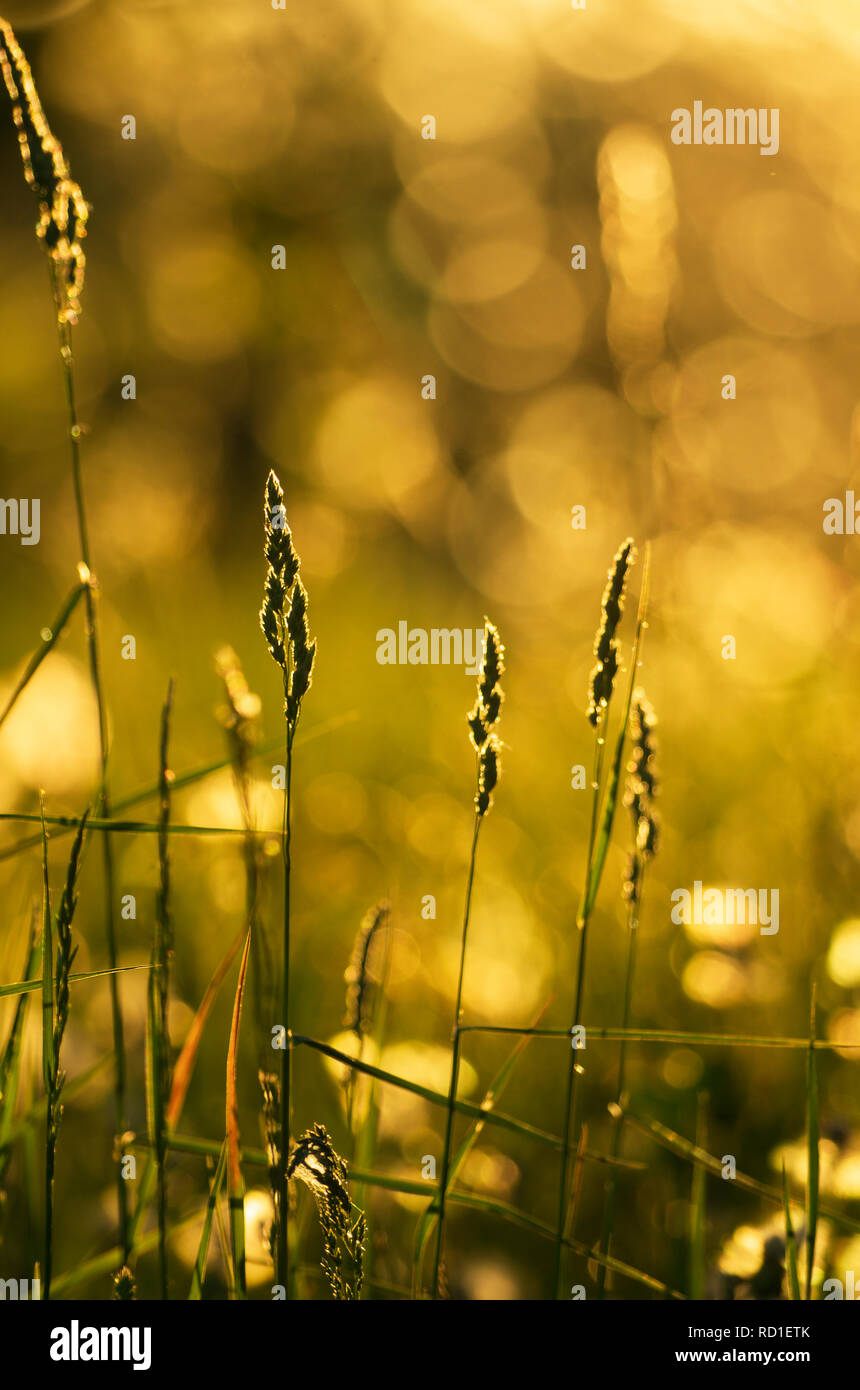 Amber sunset hi-res stock photography and images - Alamy