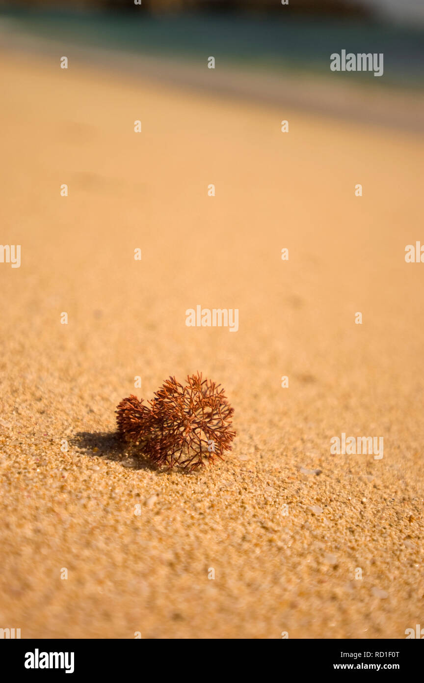 Soft coral washed up on a beach, Rottnest Island, Australia Stock Photo ...