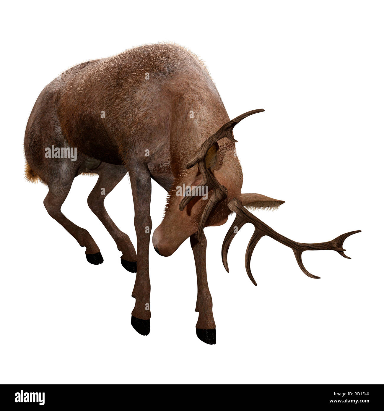 3D rendering of a male deer isolated on white background Stock Photo ...