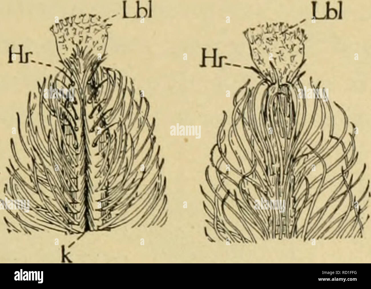 . Elementary entomology. Entomology. ANATOMY OF INSECTS â INTERNAL 41 ...