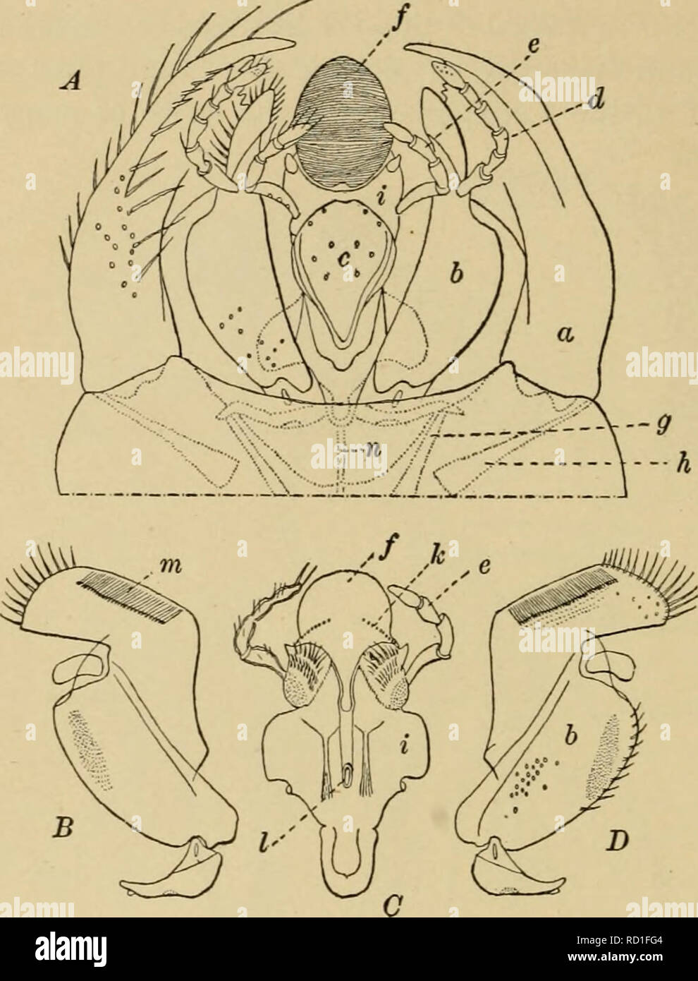 Insects food paris hi-res stock photography and images - Alamy