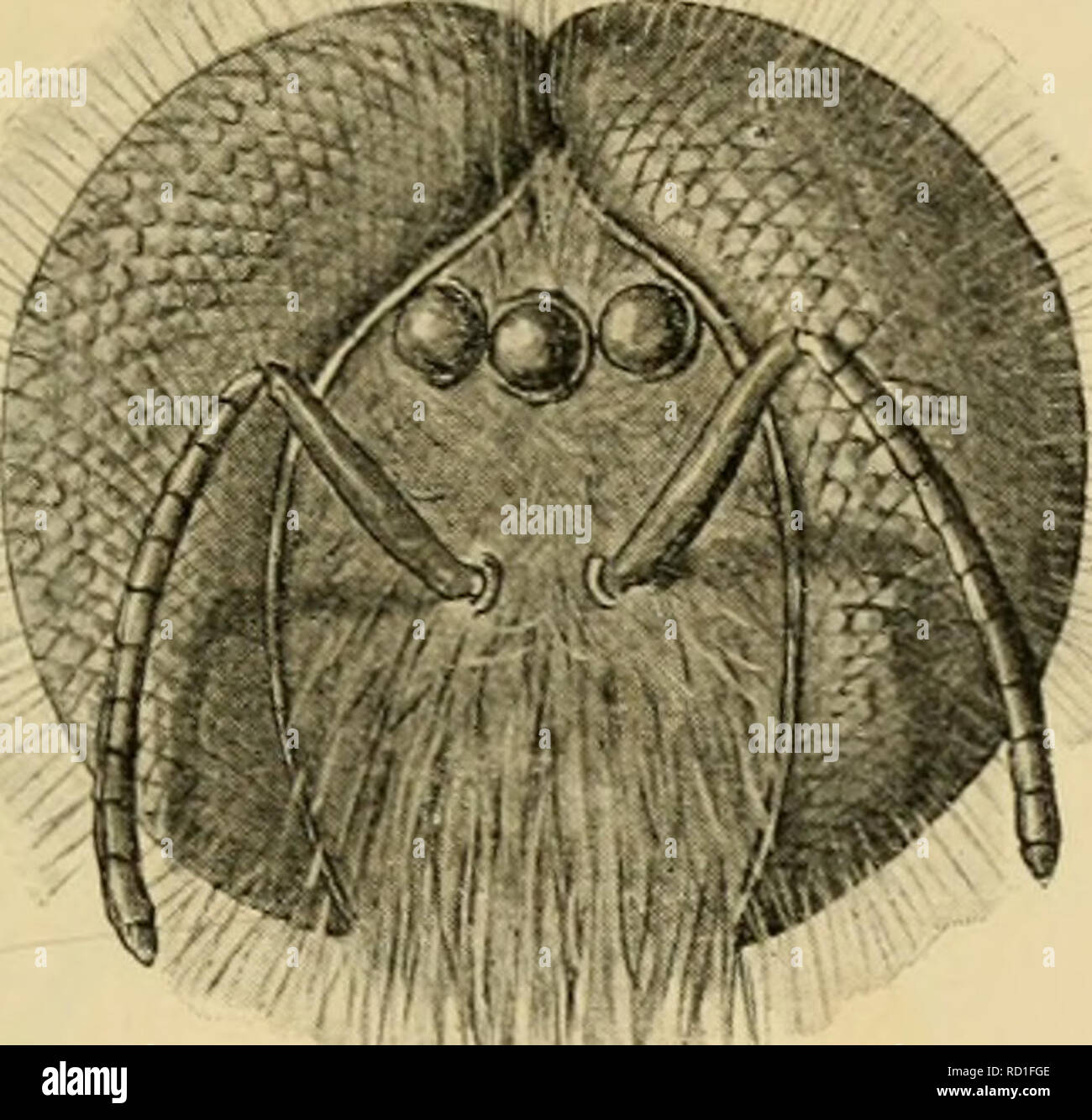 . Elementary entomology. Entomology. ANATOMY OF INSECTS — EXTERNAL II ...
