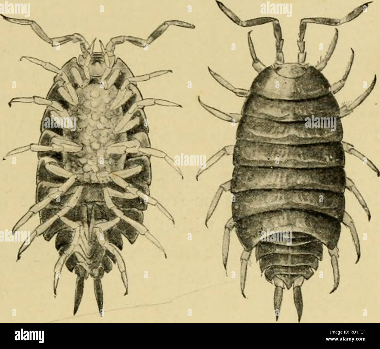 . Elementary entomology. Entomology. INSECTS AND THEIR NEAR RELA'l'IVES ...