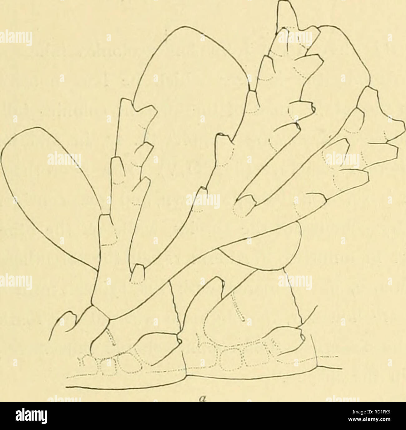 Meduser hi-res stock photography and images - Alamy