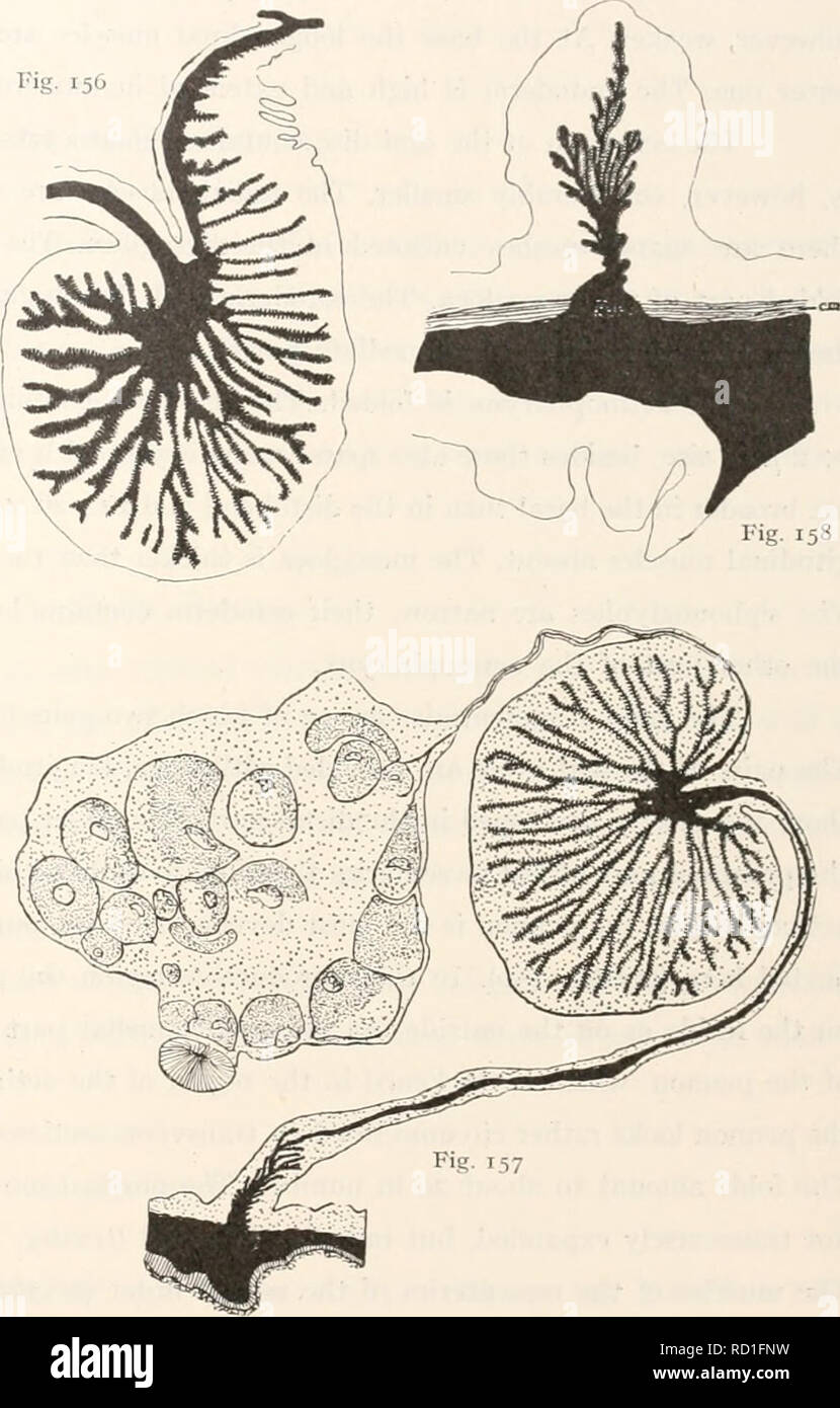 . The Danish Ingolf-Expedition. Scientific expeditions; Arctic Ocean ...