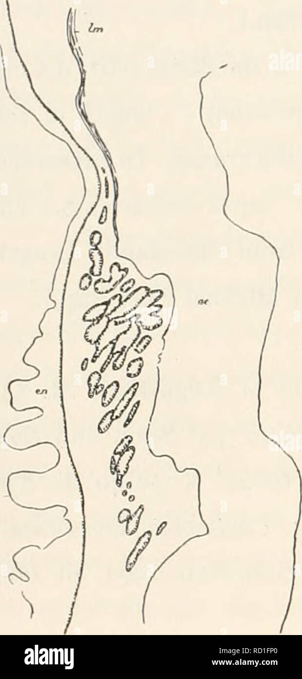 . The Danish Ingolf-Expedition. Scientific expeditions; Arctic Ocean ...