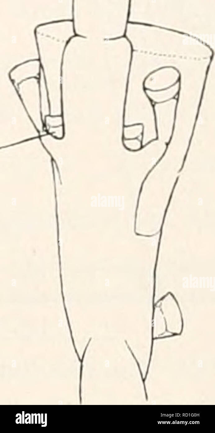 Sarcotheca hi-res stock photography and images - Alamy