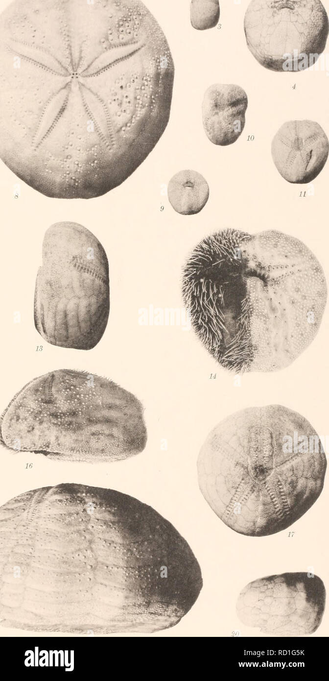 Echinocardium sp hi-res stock photography and images - Alamy