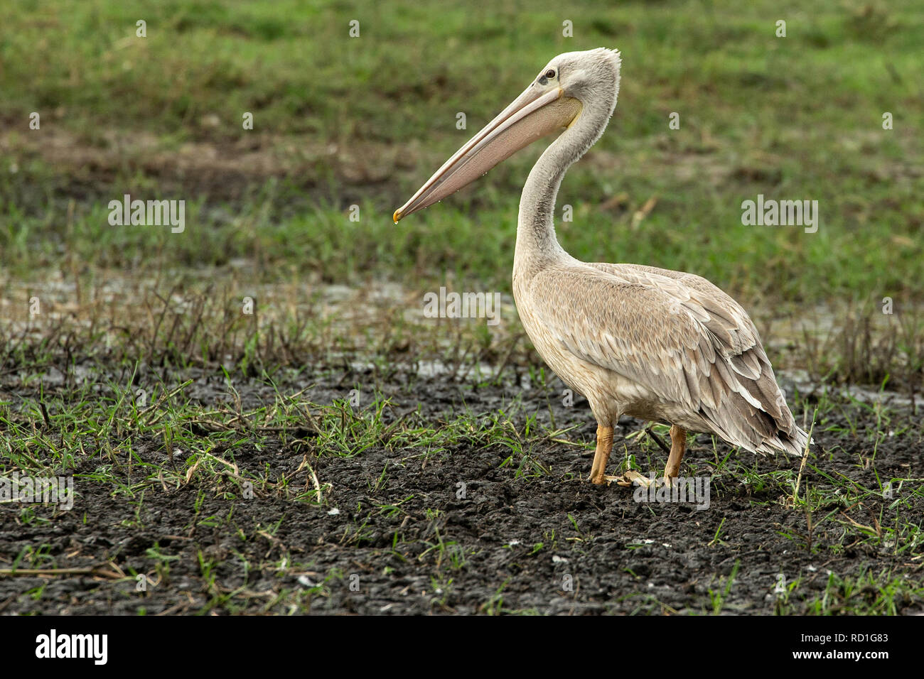 A great white, eastern or rosy; pelican (Pelecanus onocrotalus) in mud ...