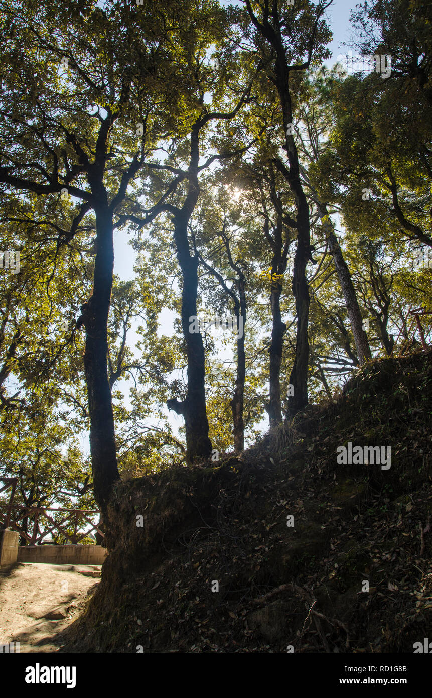 Lansdowne trees hi-res stock photography and images - Alamy
