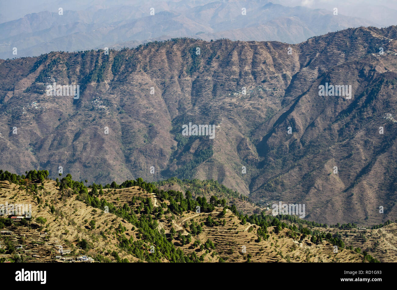 Lansdowne trees hi-res stock photography and images - Alamy