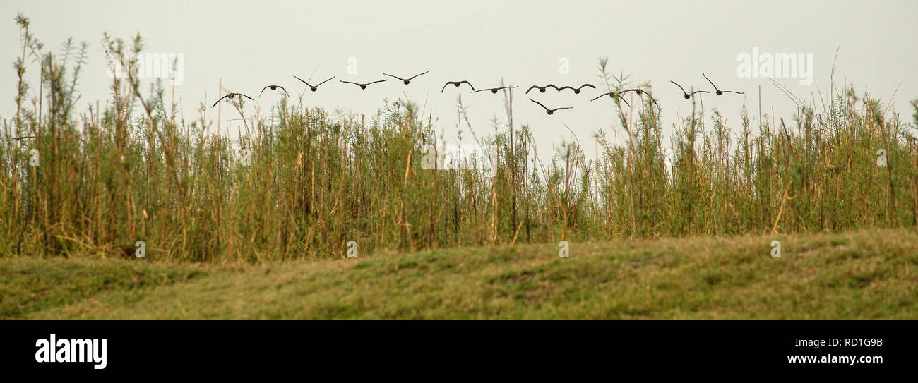 Egyptian geese flying hi-res stock photography and images - Alamy