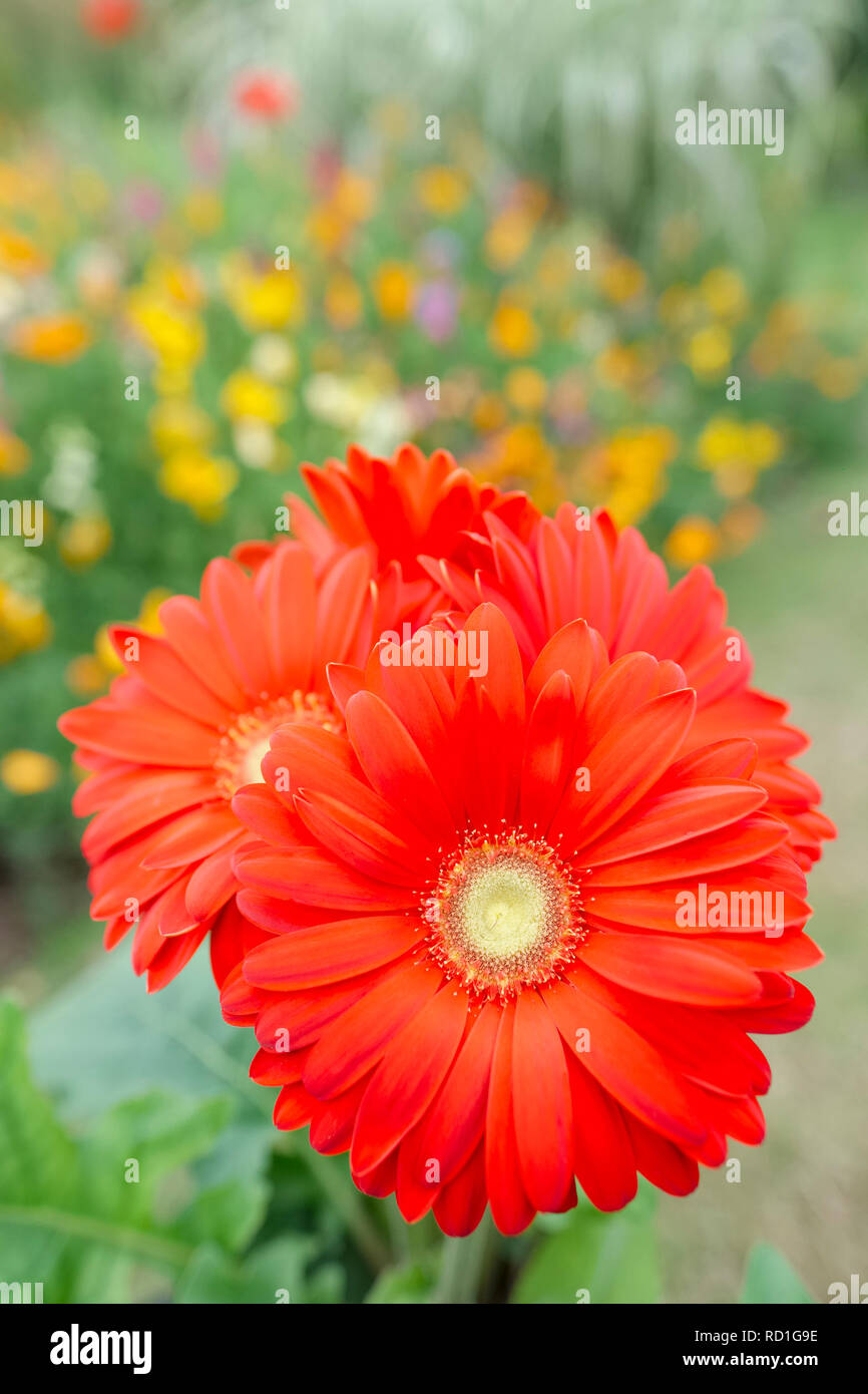 Mixed flower border hi-res stock photography and images - Alamy