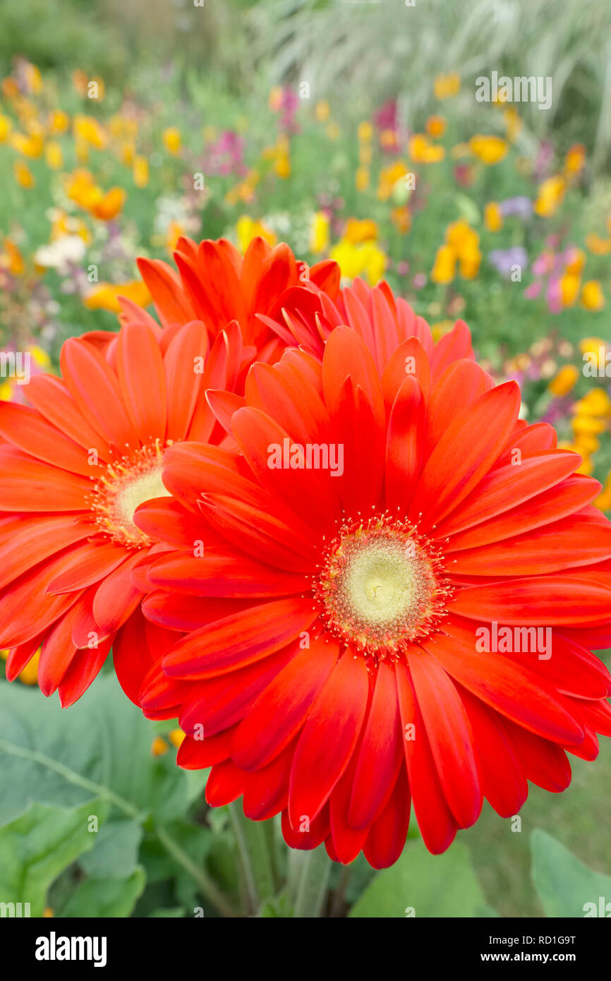 Gerbera jamesonii - Gerbera Mega Revolution Bright Red Stock Photo - Alamy