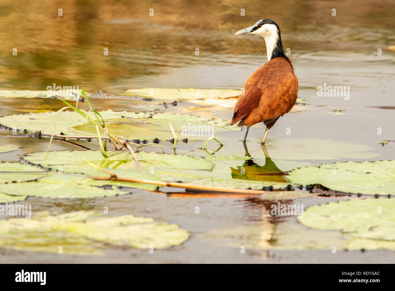 Lily trotter hi-res stock photography and images - Alamy