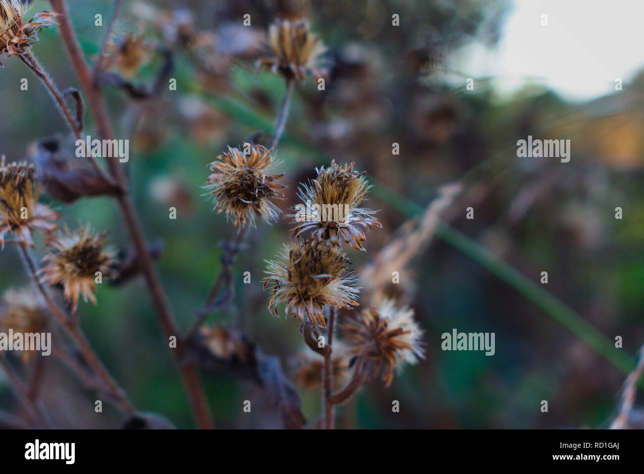 Spiky flower hi-res stock photography and images - Alamy