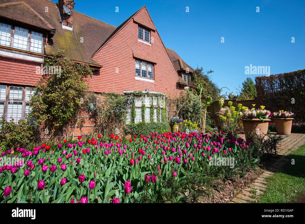 Tulips Tulipa 'red blend' (Parkers bulbs) in front of House at East Ruston Old Vicarage Gardens ...