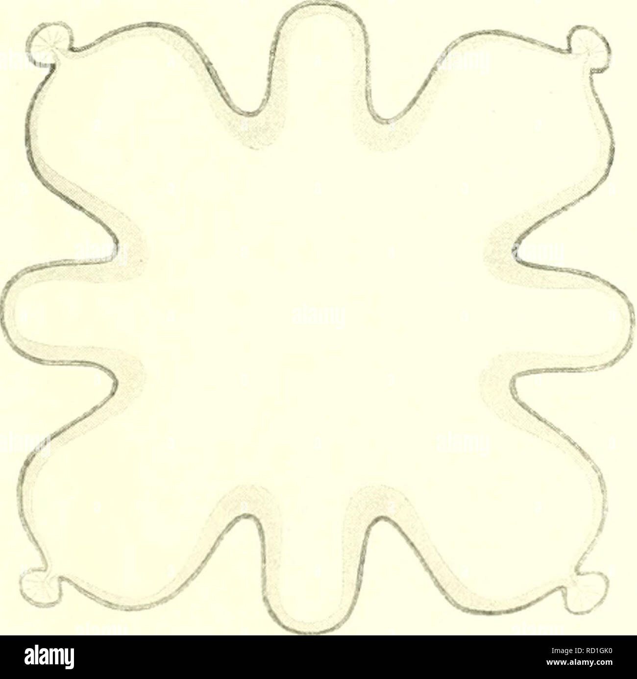 Crossota hi-res stock photography and images - Alamy