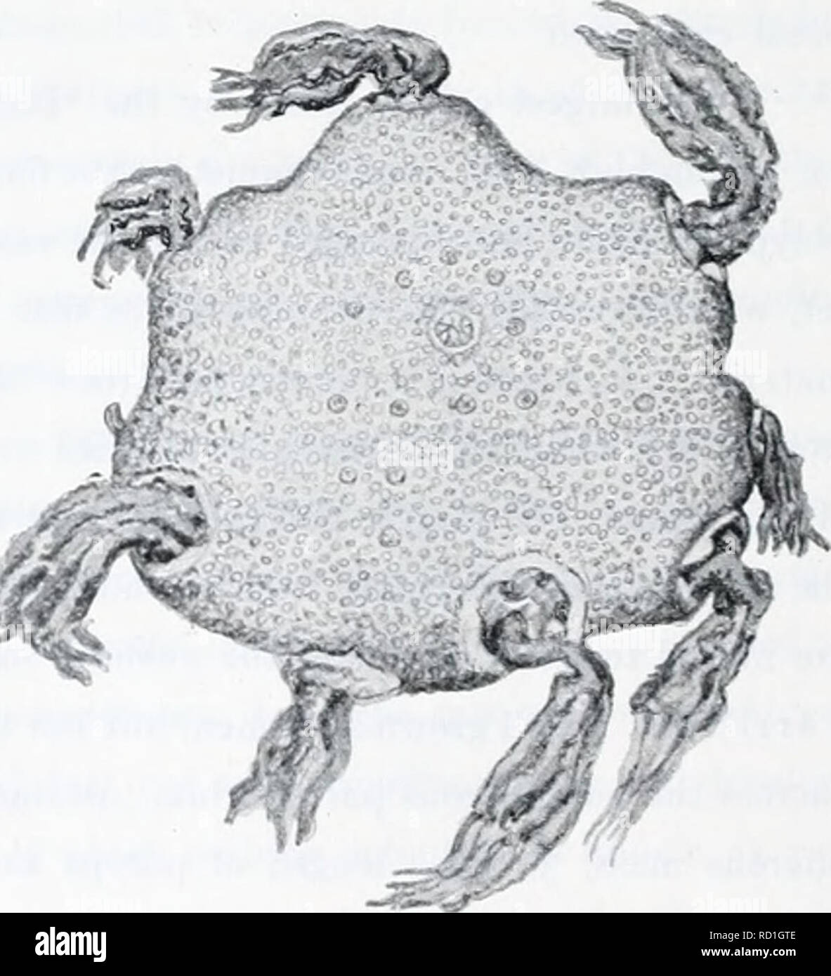 Zooid arrangement hi-res stock photography and images - Alamy