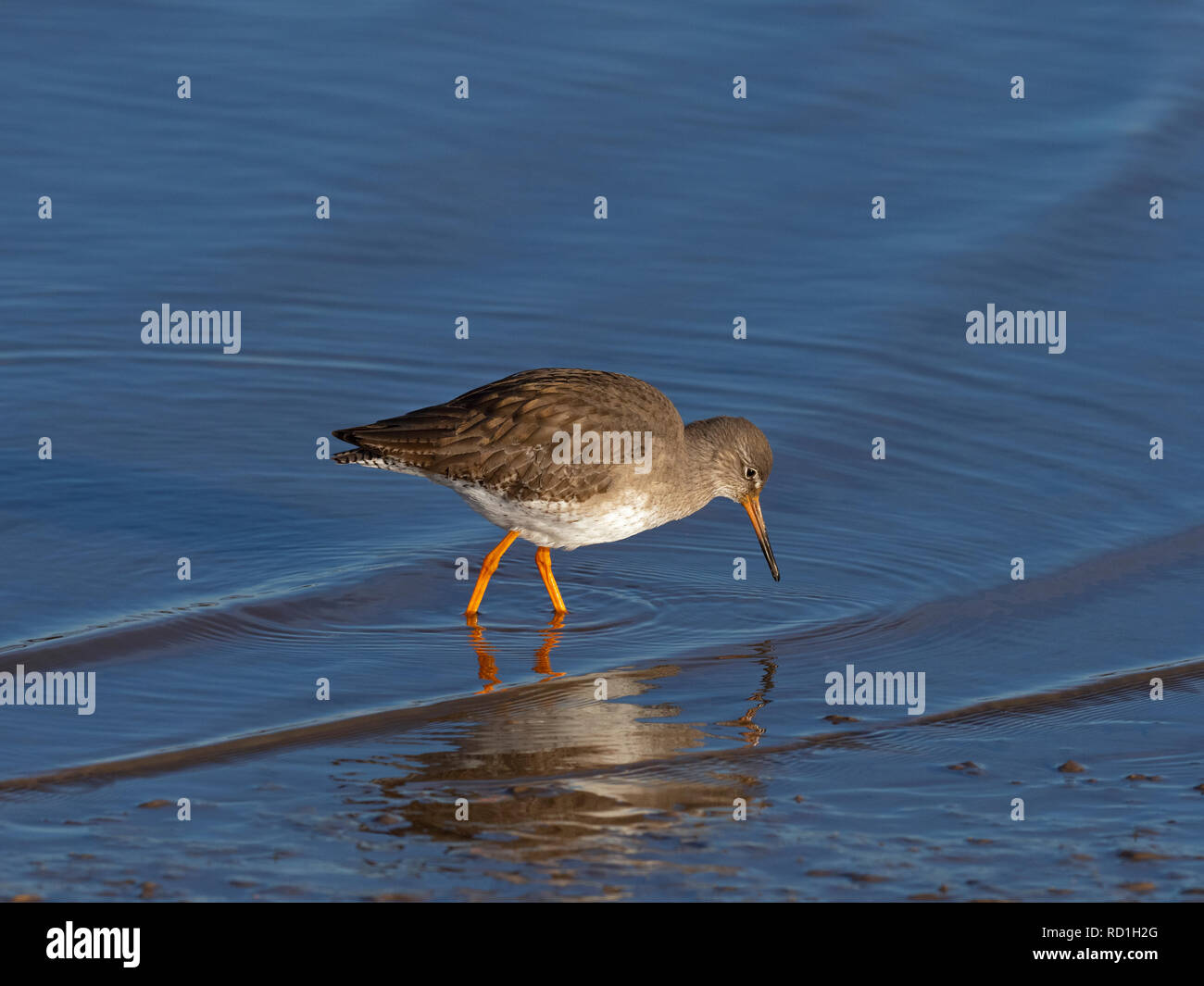 Redshank Tringa totanus Winter feeding on shore line Stock Photo - Alamy