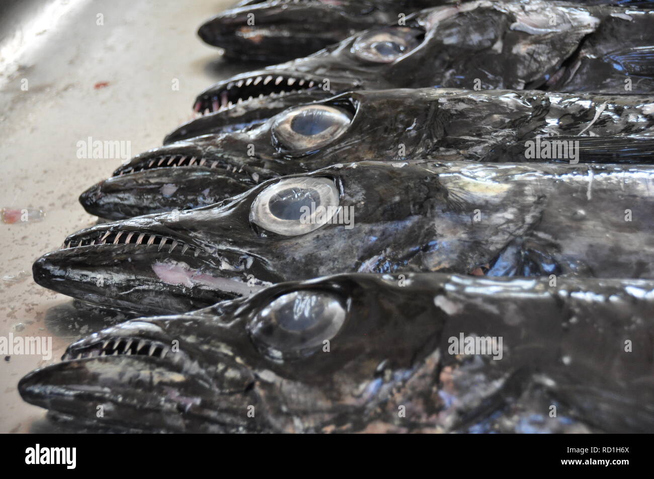 Black scabardfish hi-res stock photography and images - Alamy