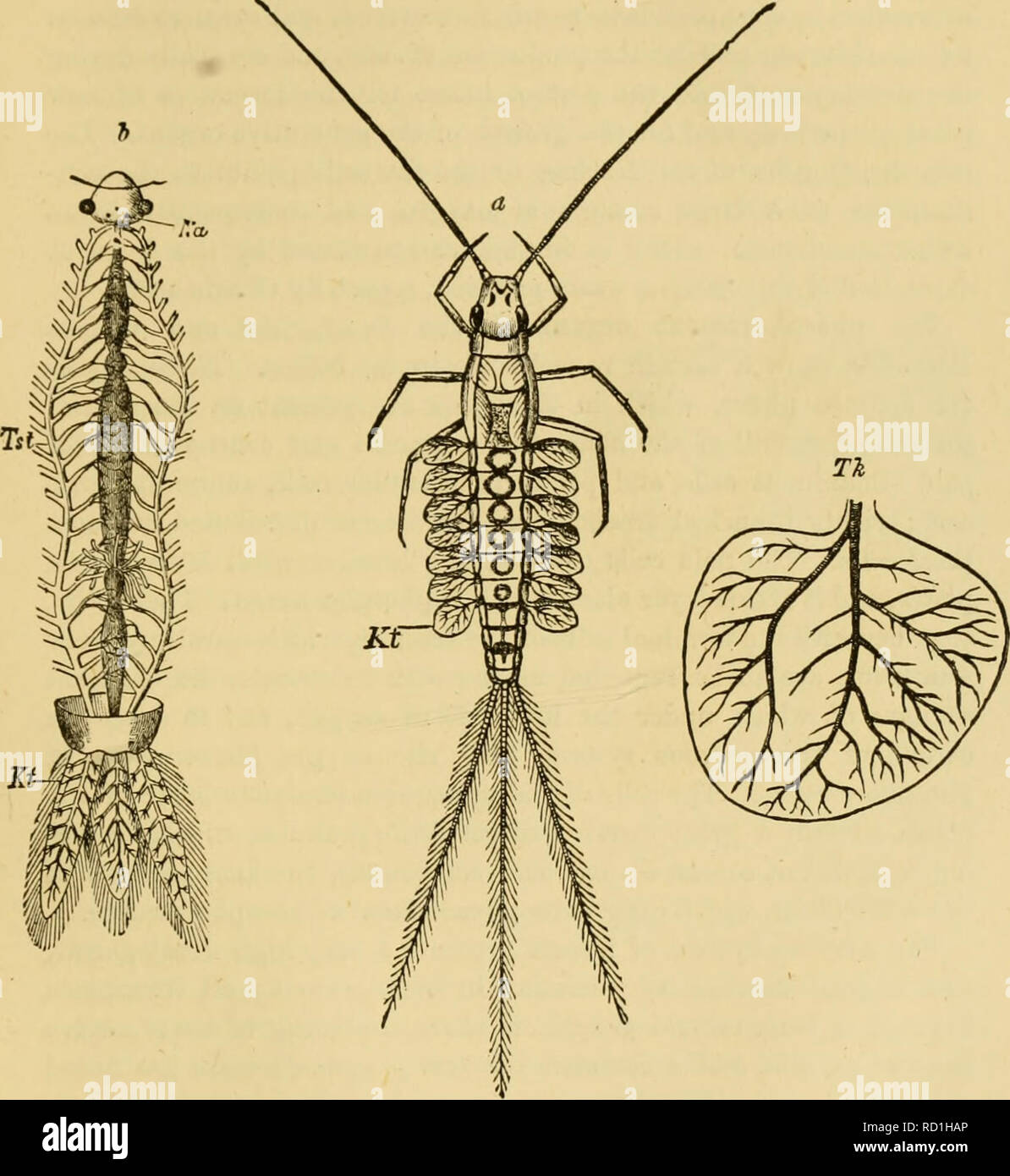 Tracheal gill hi-res stock photography and images - Alamy