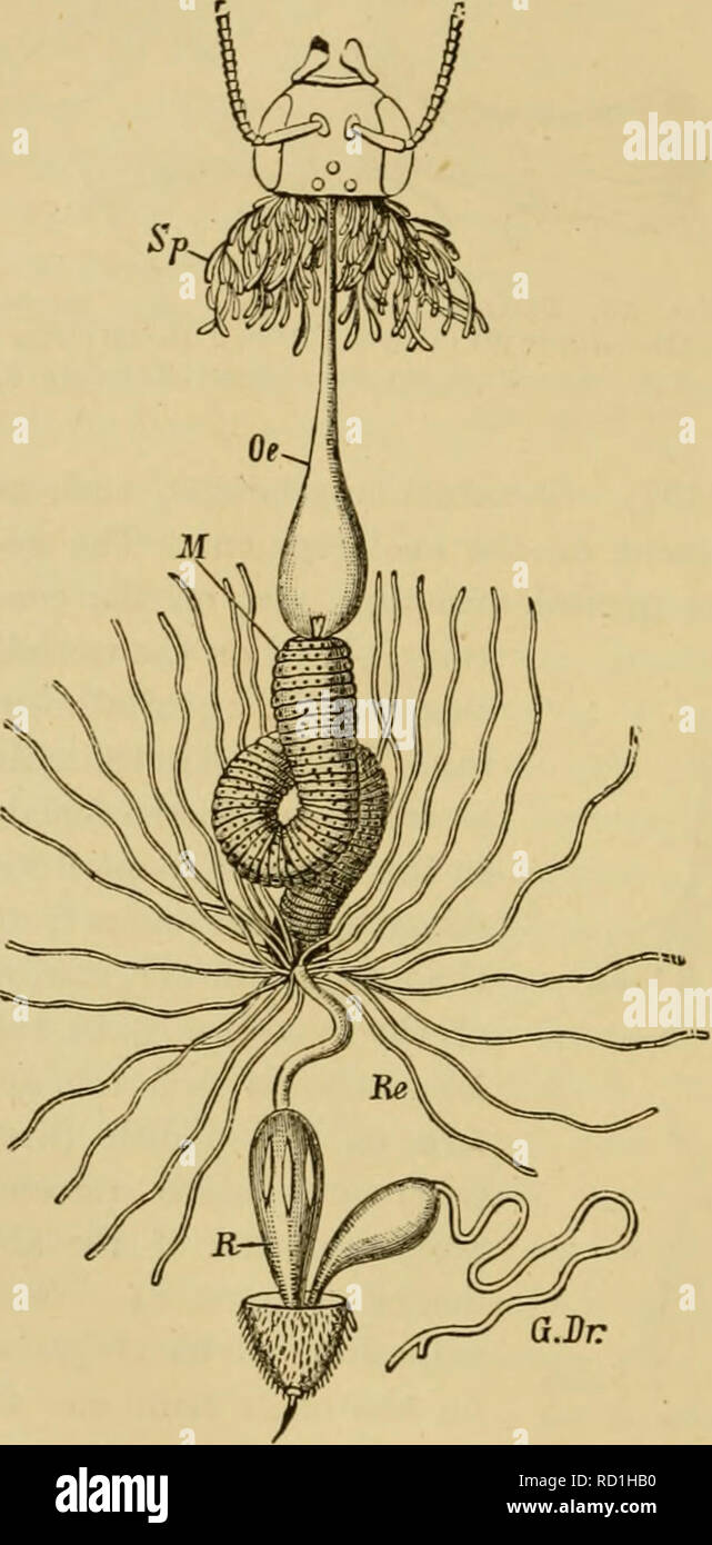 Stomach sack hi-res stock photography and images - Alamy