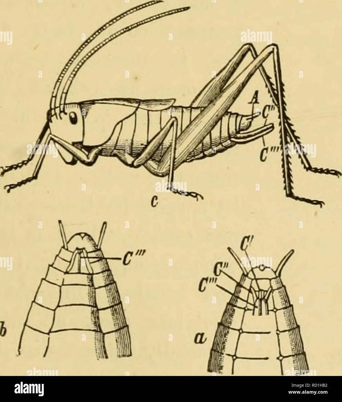 . Elementary text-book of zoology, general part and special part ...