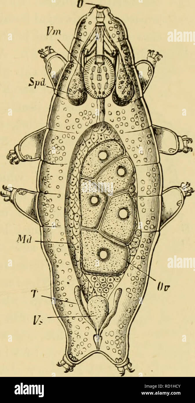 . Elementary text-book of zoology, general part and special part ...